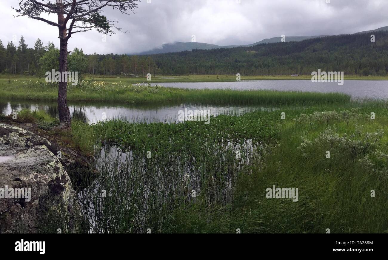 Rough nature in Norwegian landscape in the summer Stock Photo - Alamy