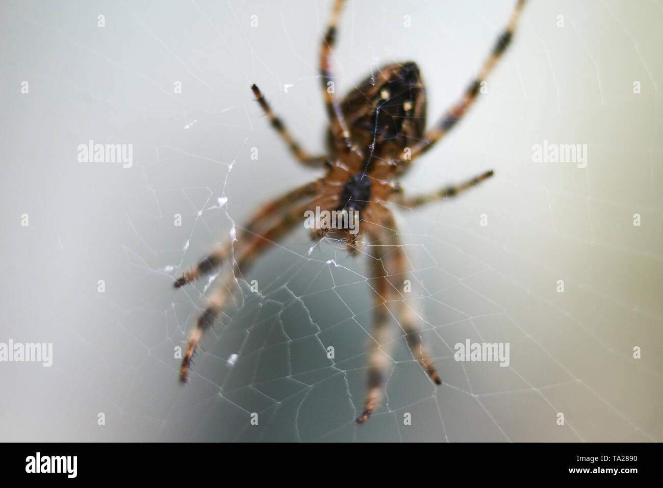 Close up of a spider inside his own web at dawn Stock Photo - Alamy