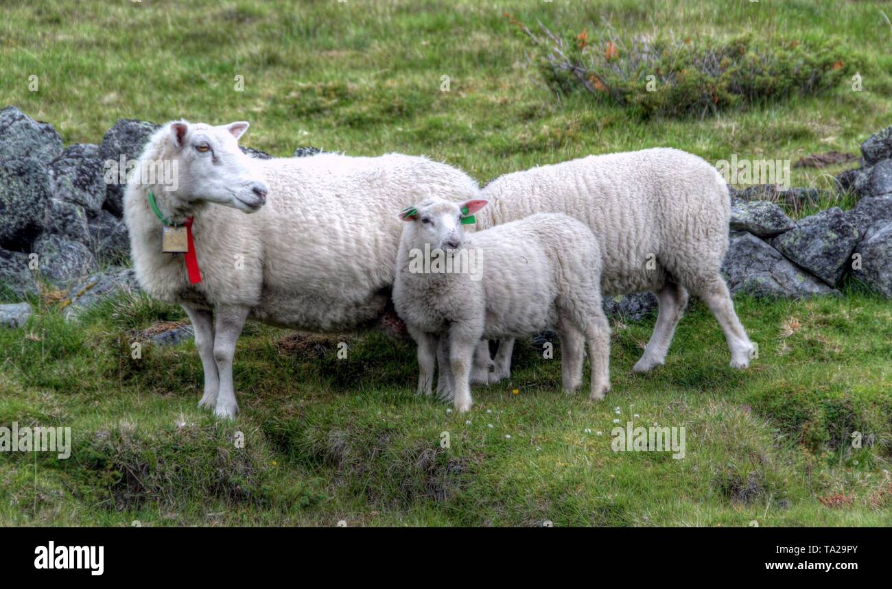Rough nature in Norwegian landscape in the summer Stock Photo - Alamy