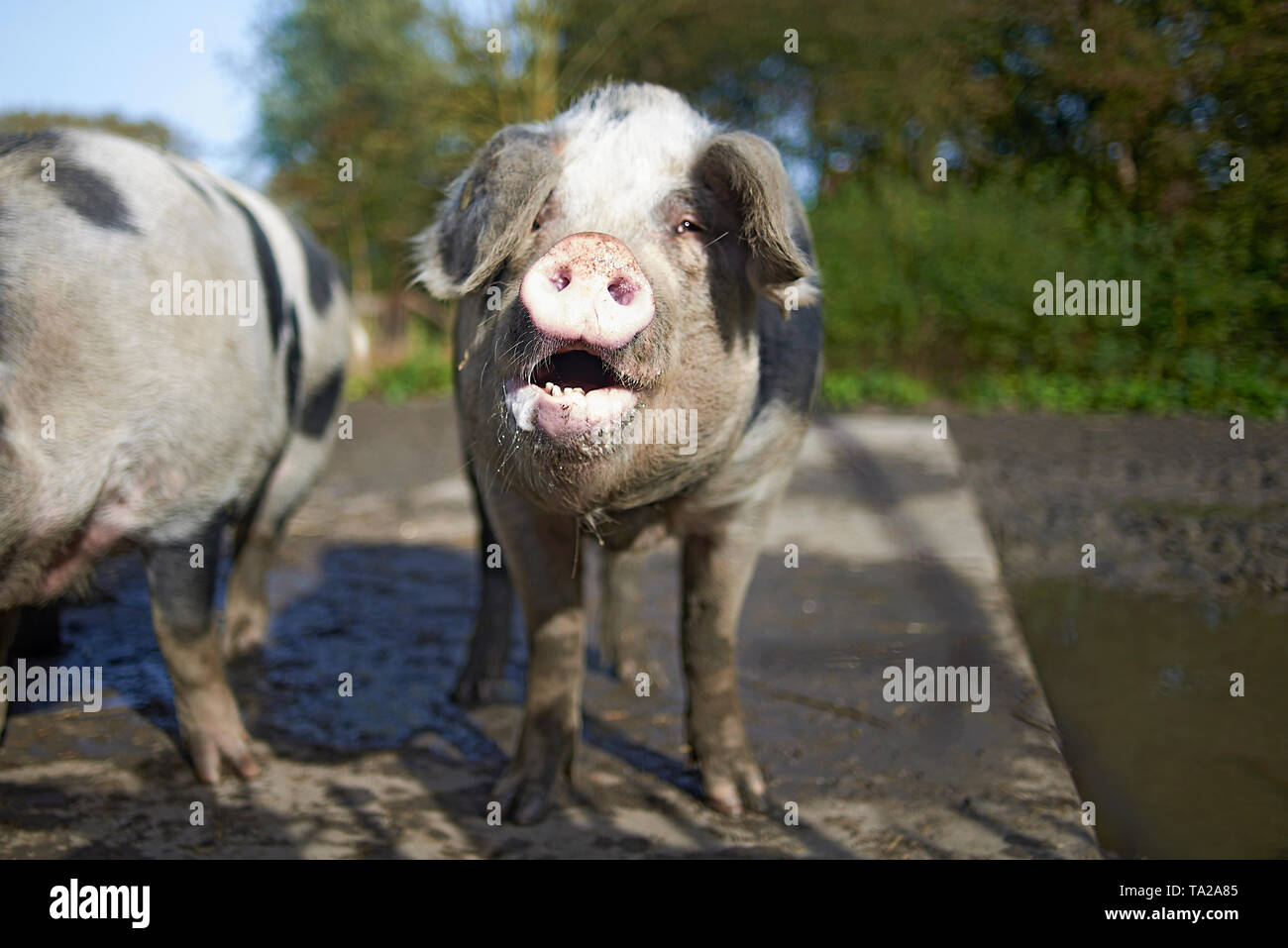 Happy pig at a farm rolling around in the mud on a beautiful day in ...