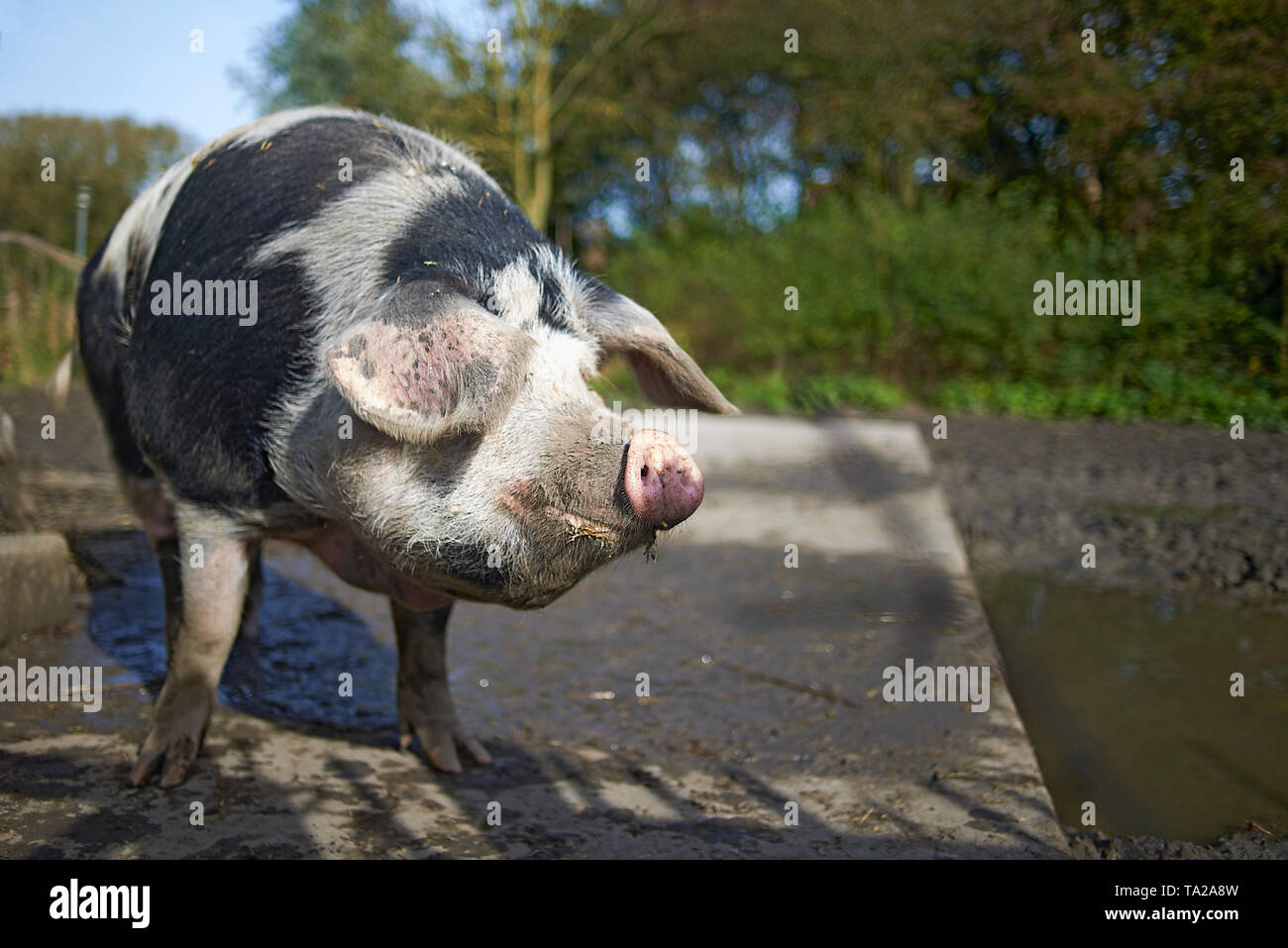 Happy pig at a farm rolling around in the mud on a beautiful day in ...