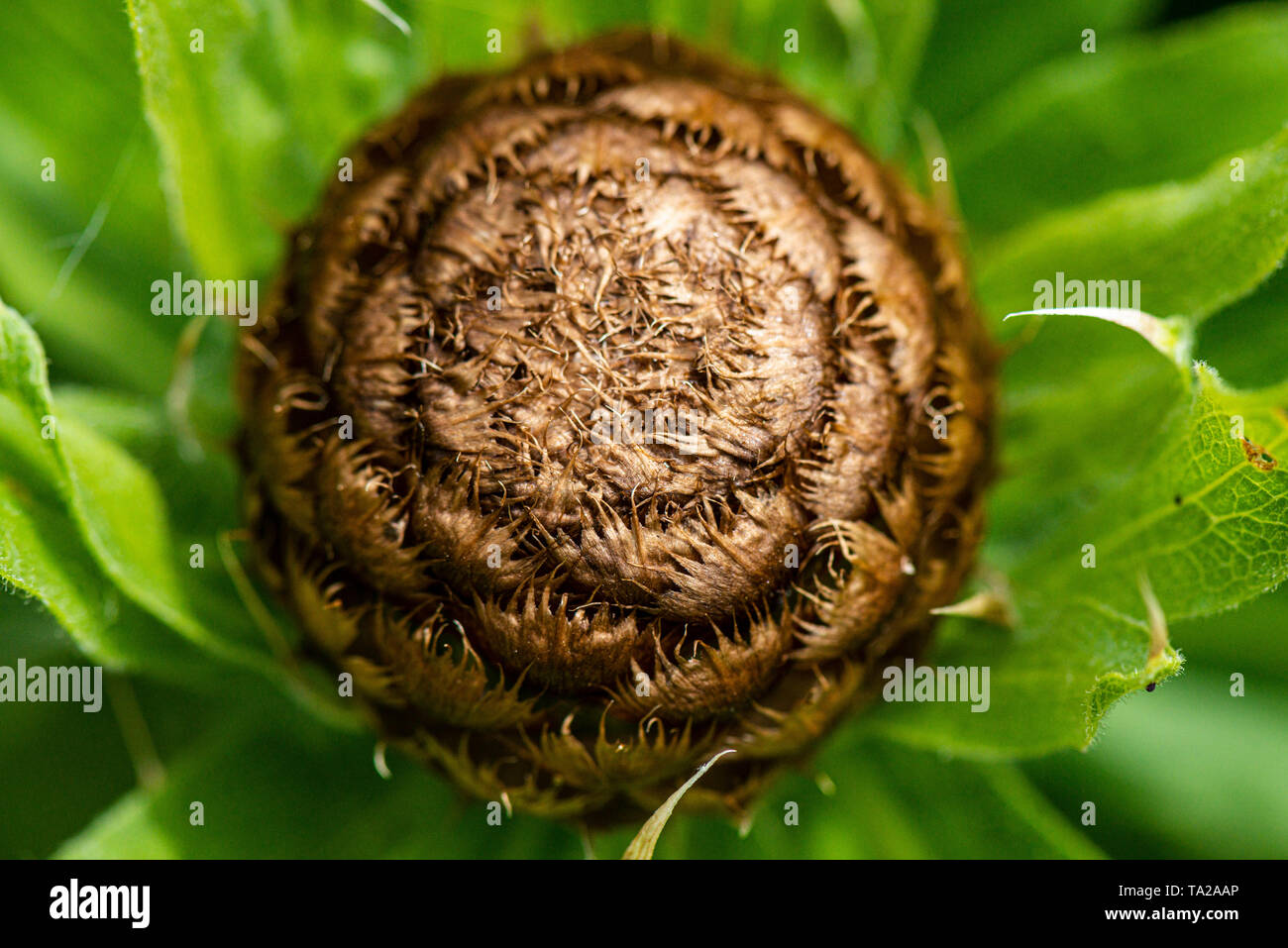 The flower bud of a giant knapweed (Centaurea macrocephala Stock Photo ...