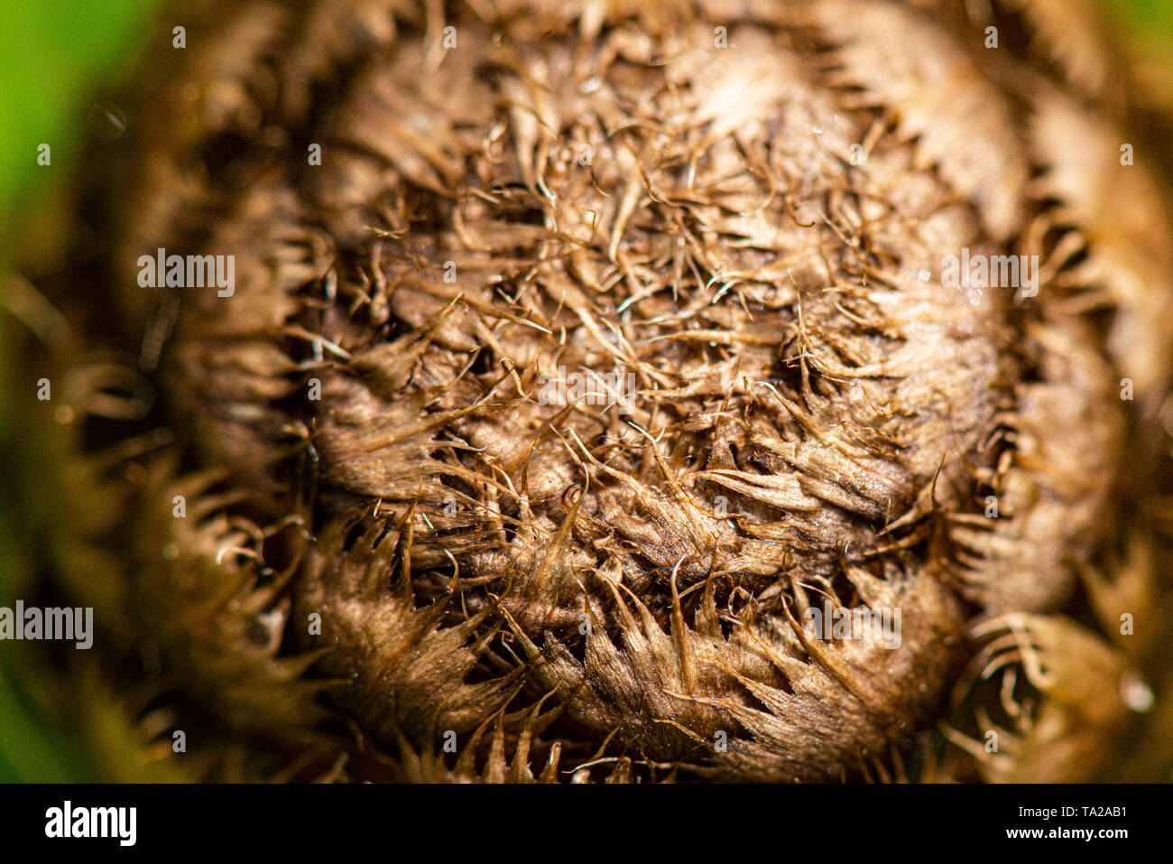 A close up of a flower bud of a giant knapweed (Centaurea macrocephala ...