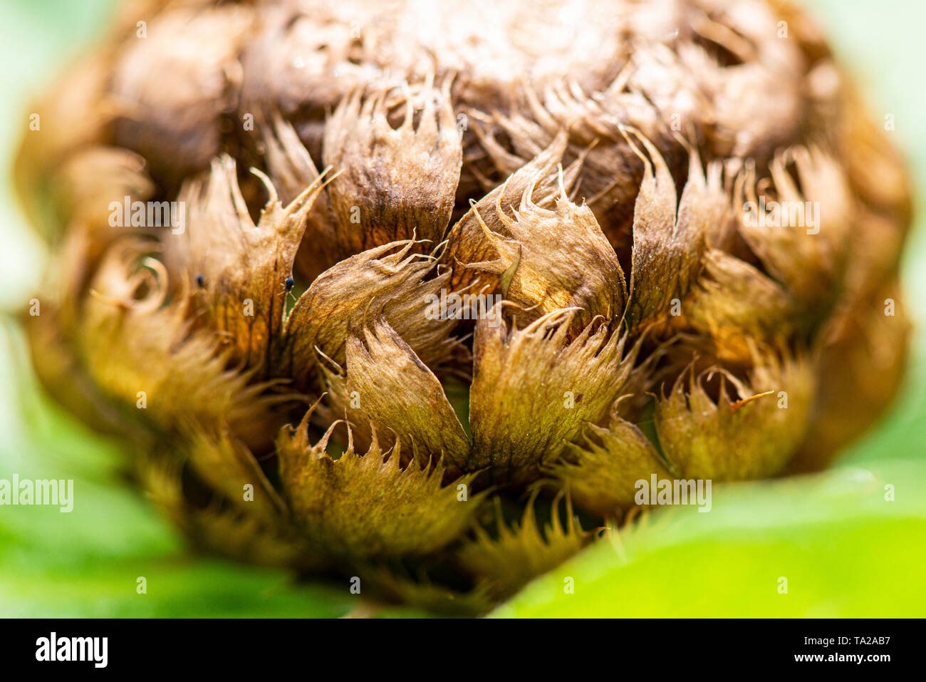 A close up of a flower bud of a giant knapweed (Centaurea macrocephala ...