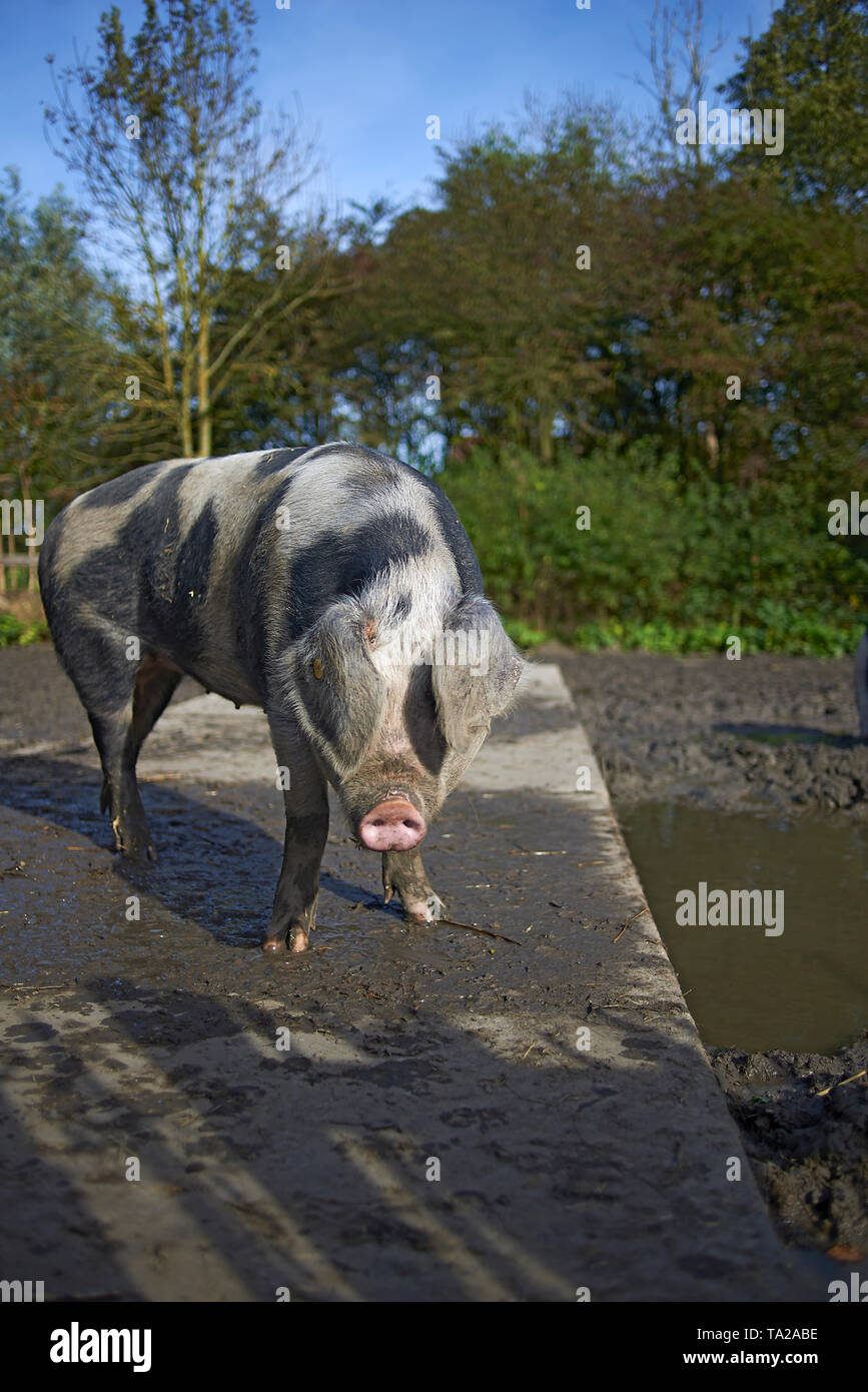 Happy pig at a farm rolling around in the mud on a beautiful day in ...