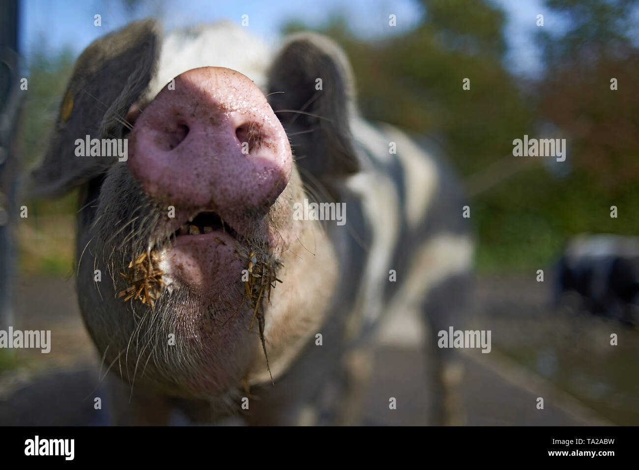 Happy pig at a farm rolling around in the mud on a beautiful day in ...