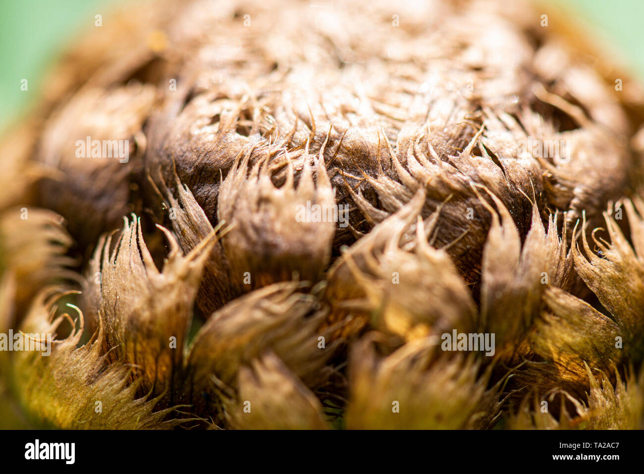 A close up of a flower bud of a giant knapweed (Centaurea macrocephala ...