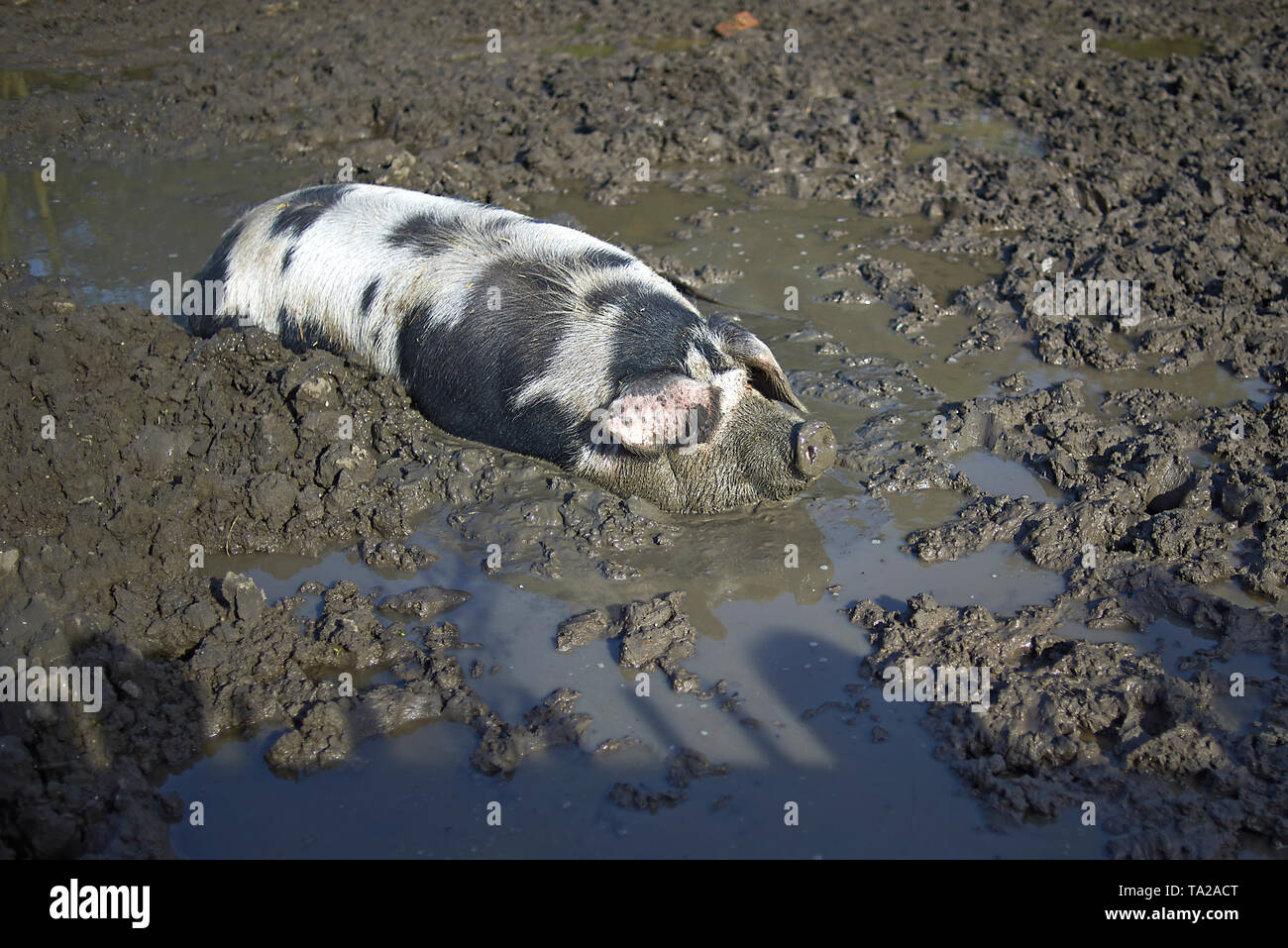 Happy pig at a farm rolling around in the mud on a beautiful day in ...