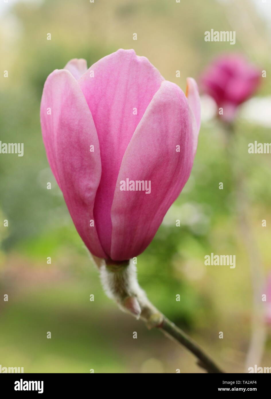 Magnolia x soulangeana vulcan hi-res stock photography and images - Alamy