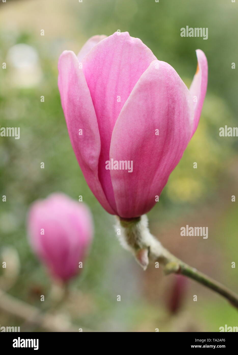 Magnolia x soulangeana vulcan hi-res stock photography and images - Alamy