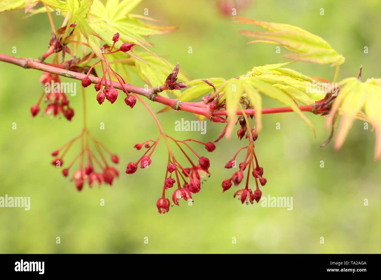 Acer palmatum 'Osakazuki' flowers and fresh spring foliage - UK Stock ...