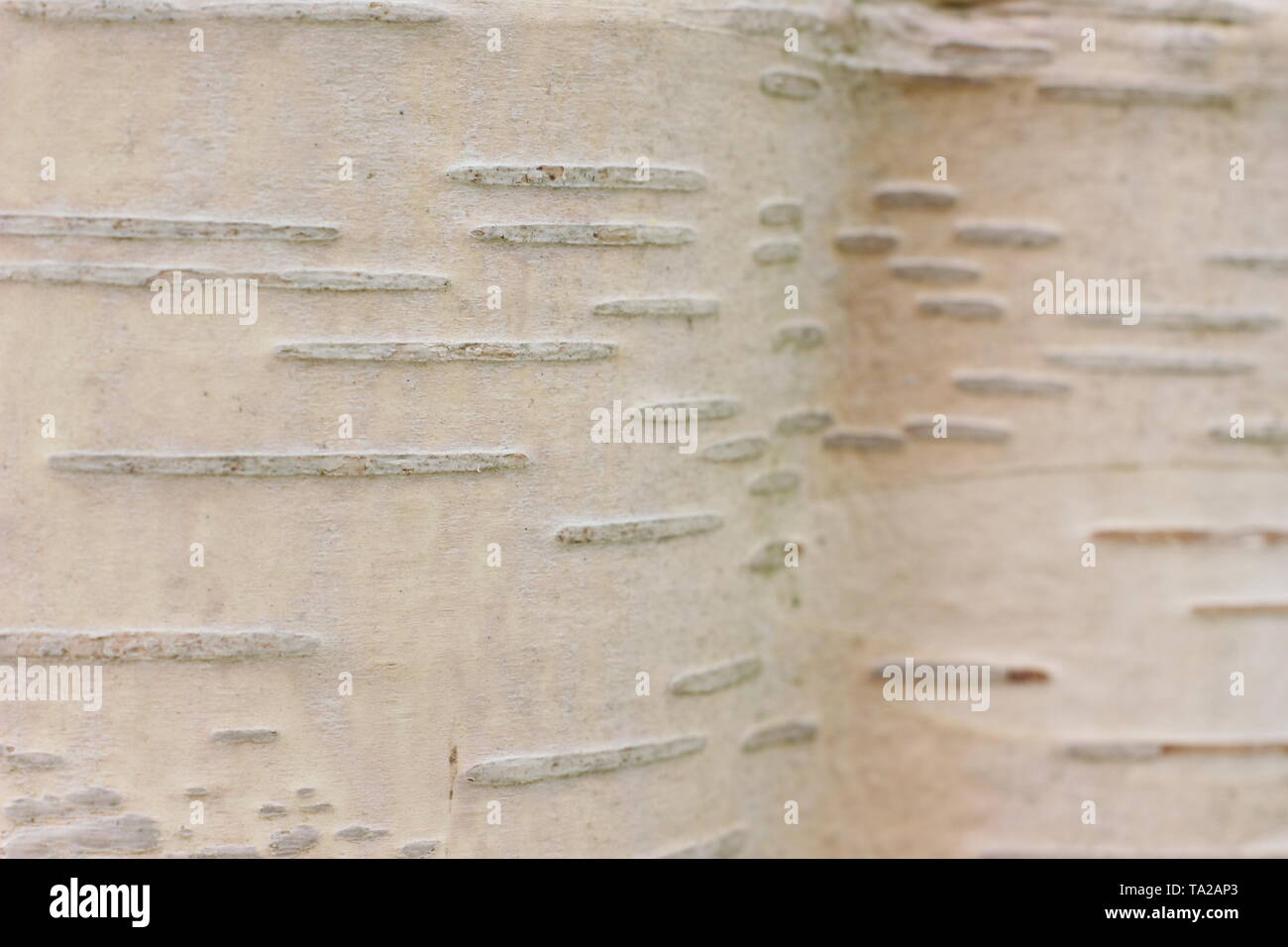 Peeling tree bark hi-res stock photography and images - Alamy