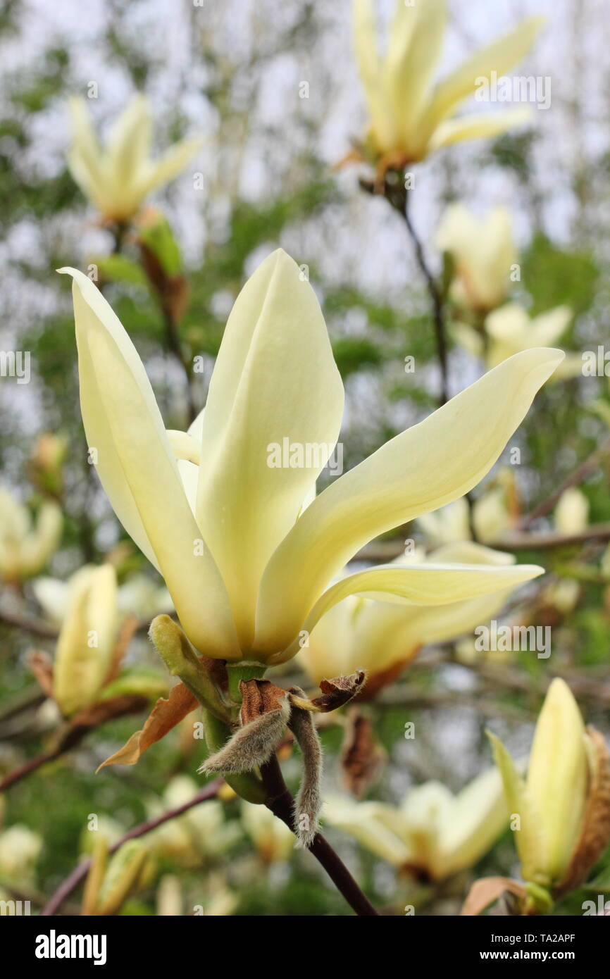 Yellow magnolia hi-res stock photography and images - Alamy