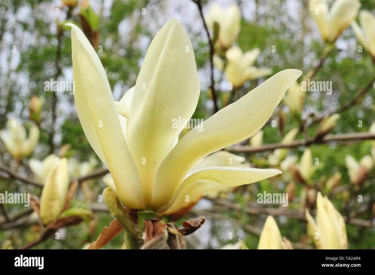 Yellow magnolia hi-res stock photography and images - Alamy