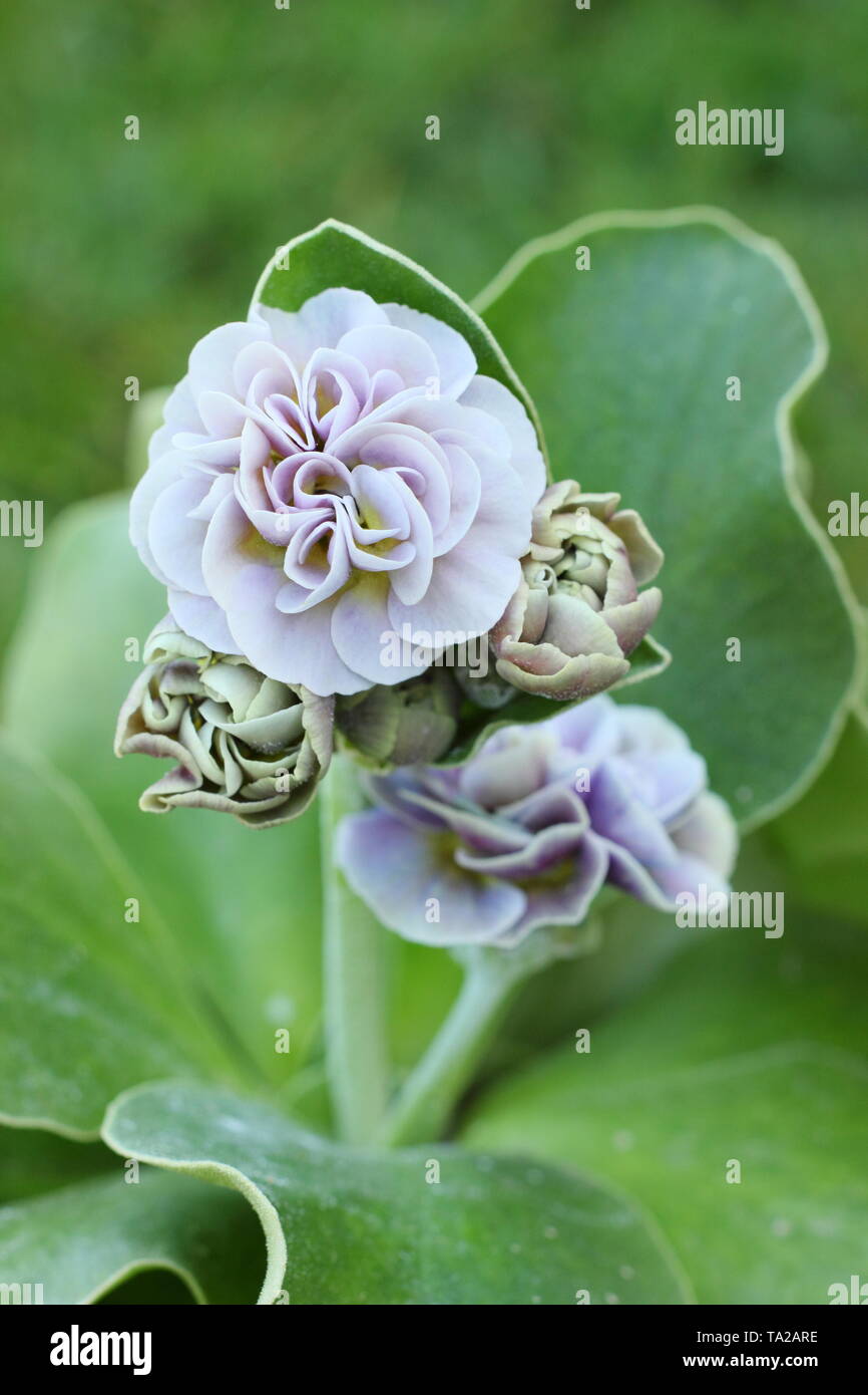 Firsby hi-res stock photography and images - Alamy