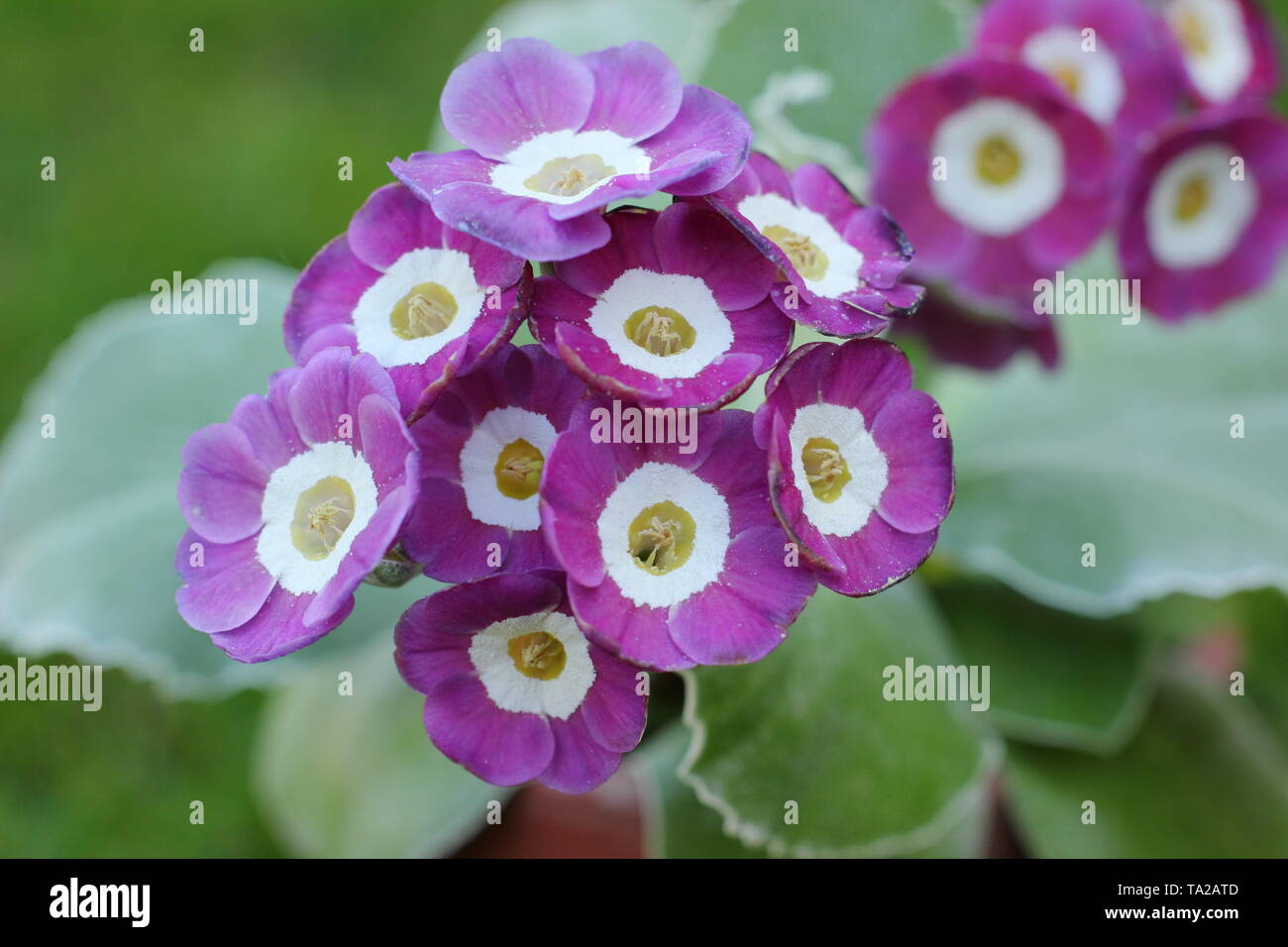 (primula) hi-res stock photography and images - Alamy