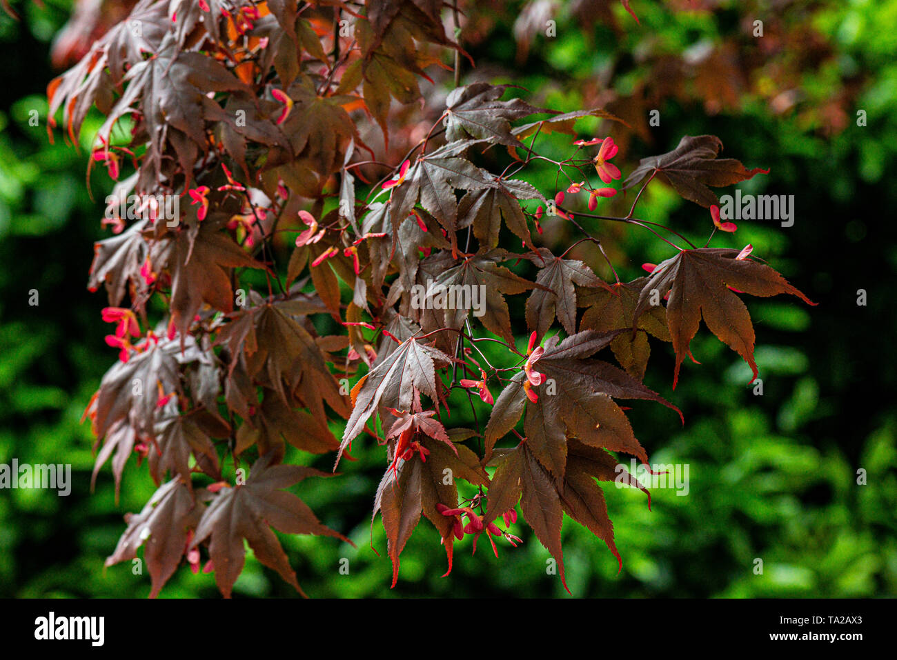 The leaves of a Japanese maple 'Bloodgood' (Acer palmatum 'Bloodgood ...