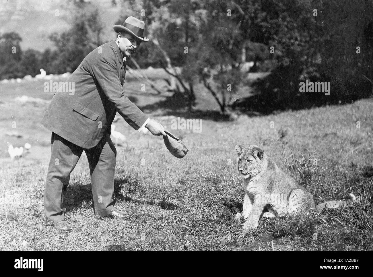 Louis Botha plays with a lion cub on his farm in South Africa Stock ...