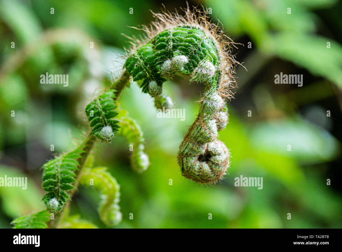 An unfurling fern frond Stock Photo - Alamy