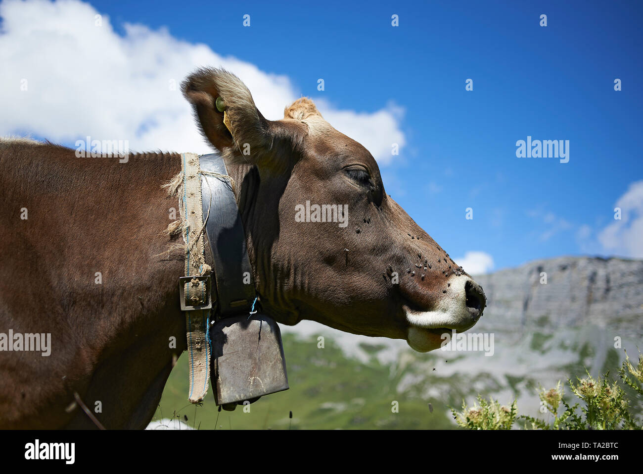 Side profile of a healthy looking cow in the Alps in summer sunshine ...
