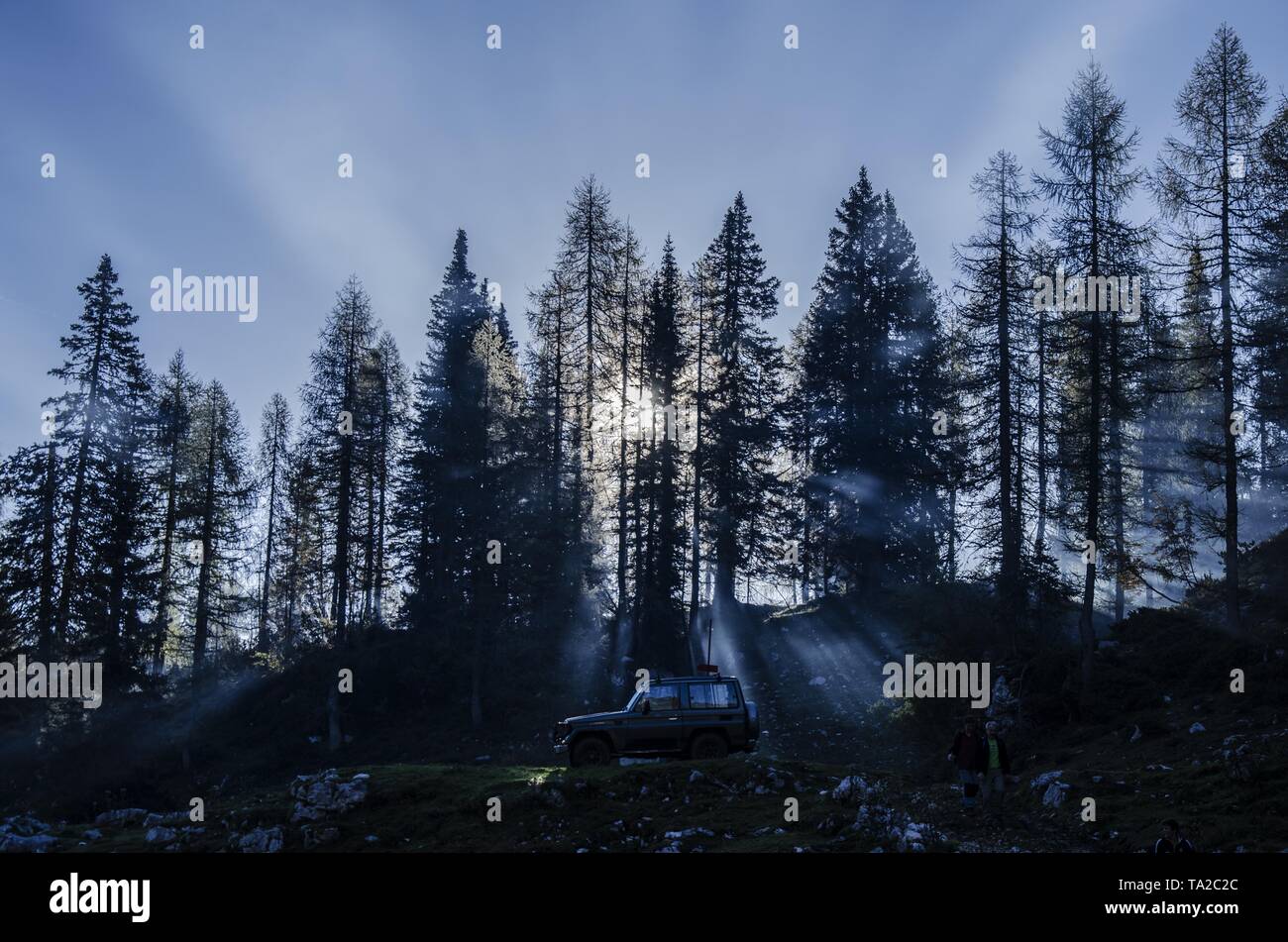 Tree sap car hi-res stock photography and images - Alamy