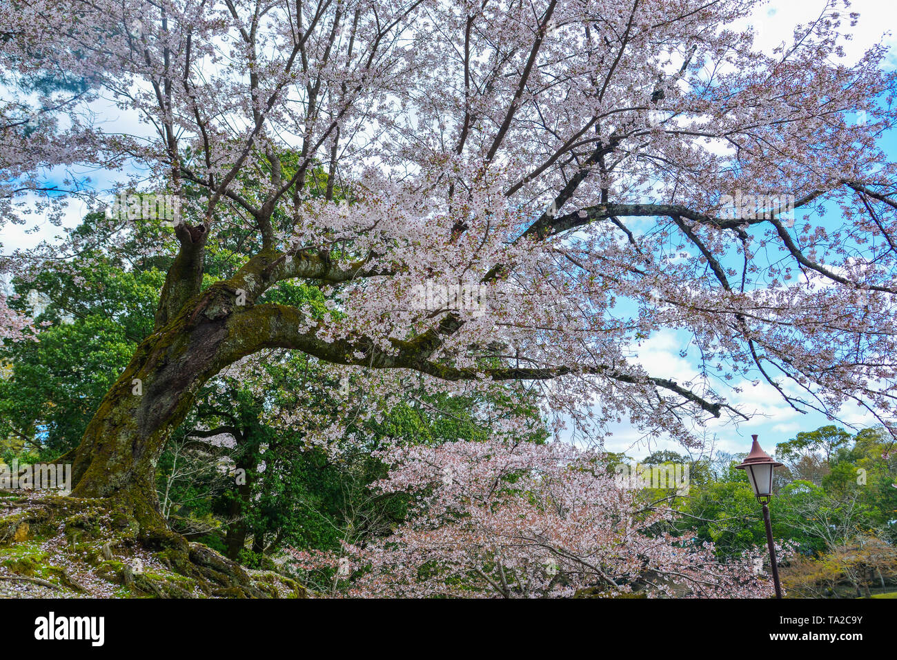 Cherry trees and flowers in Nara Park, Japan. Nara is a very popular ...