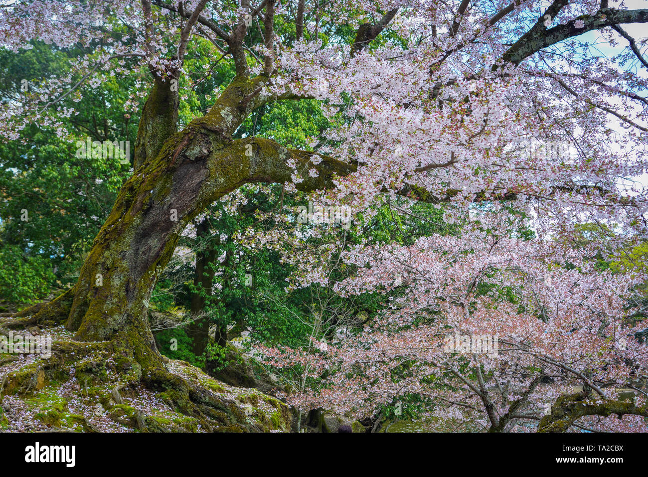 Cherry trees and flowers in Nara Park, Japan. Nara is a very popular ...