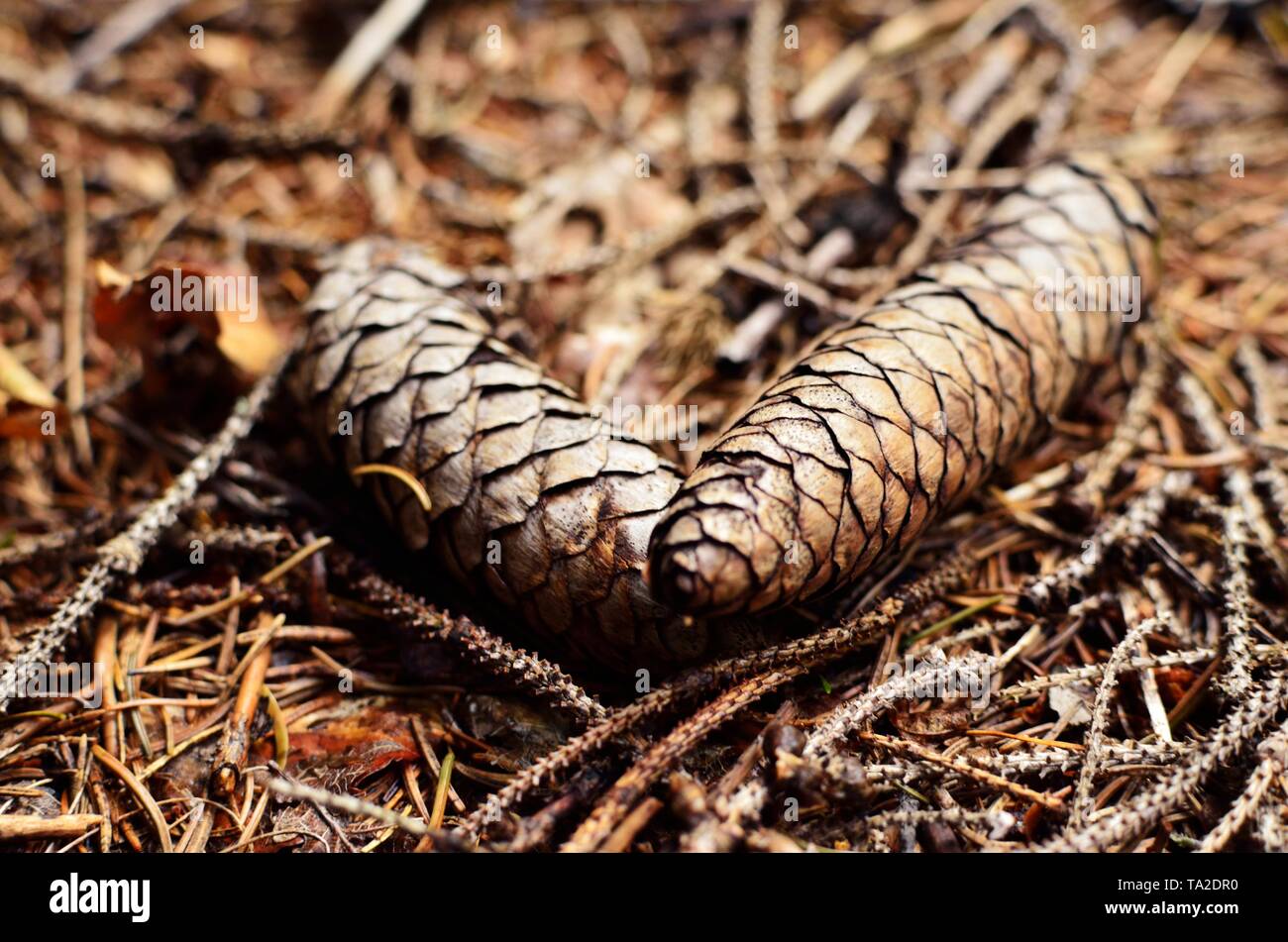 Pine woods texture hi-res stock photography and images - Alamy