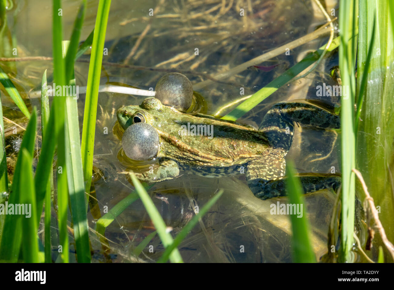 Frog basking pond hi-res stock photography and images - Alamy