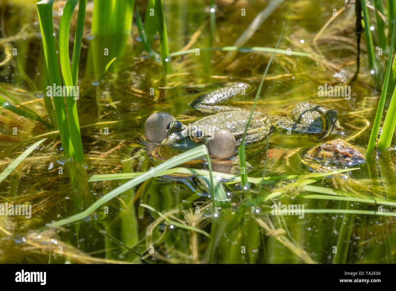 A large green frog with puffy cheeks sits in the marsh Stock Photo - Alamy