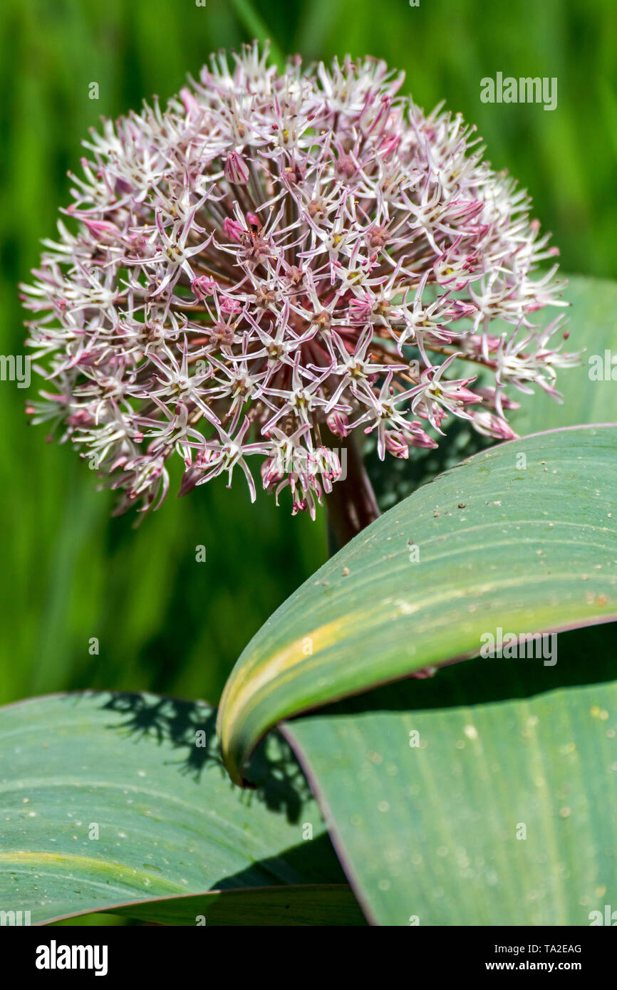 Onion Species High Resolution Stock Photography and Images - Alamy