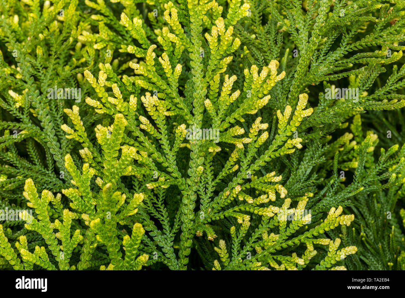 Pale spikemoss / pale spike-moss / moss fern (Selaginella pallescens ...