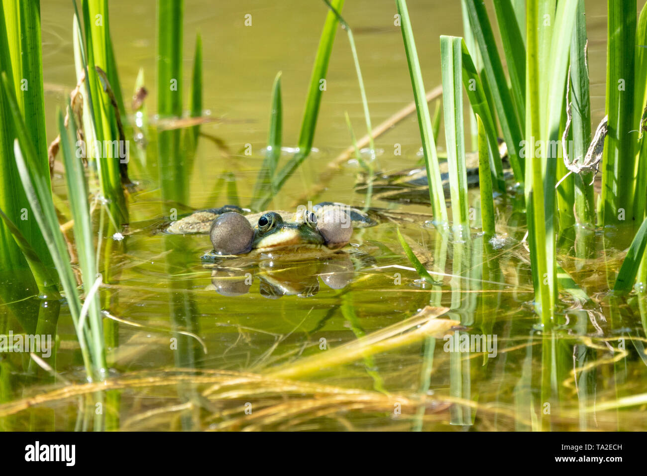 Puffy Cheeks High Resolution Stock Photography and Images - Alamy