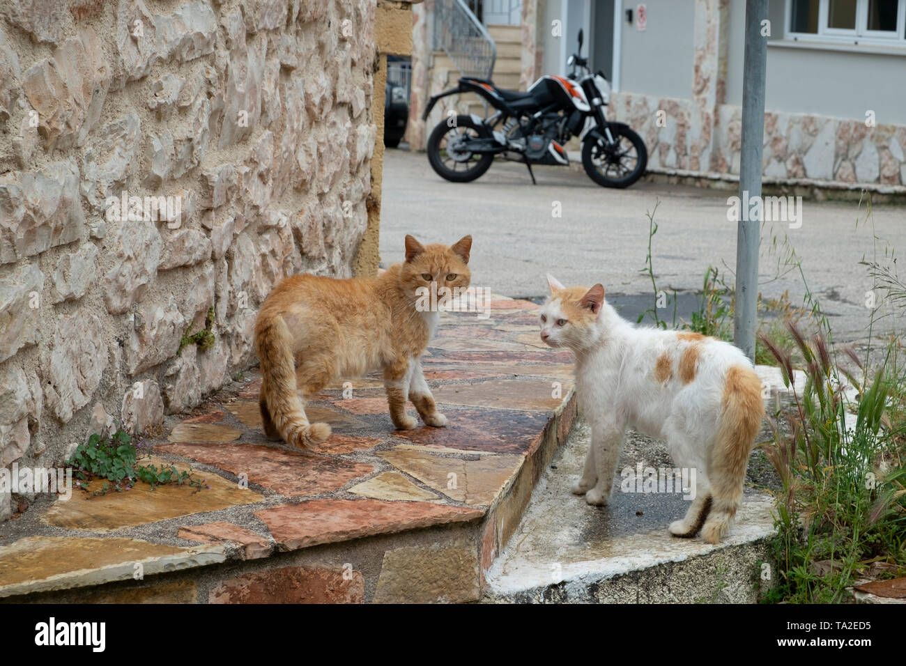 Feral cats in Vathy, Ithaca, Greece. Ithaca, Ithaki or Ithaka is a ...