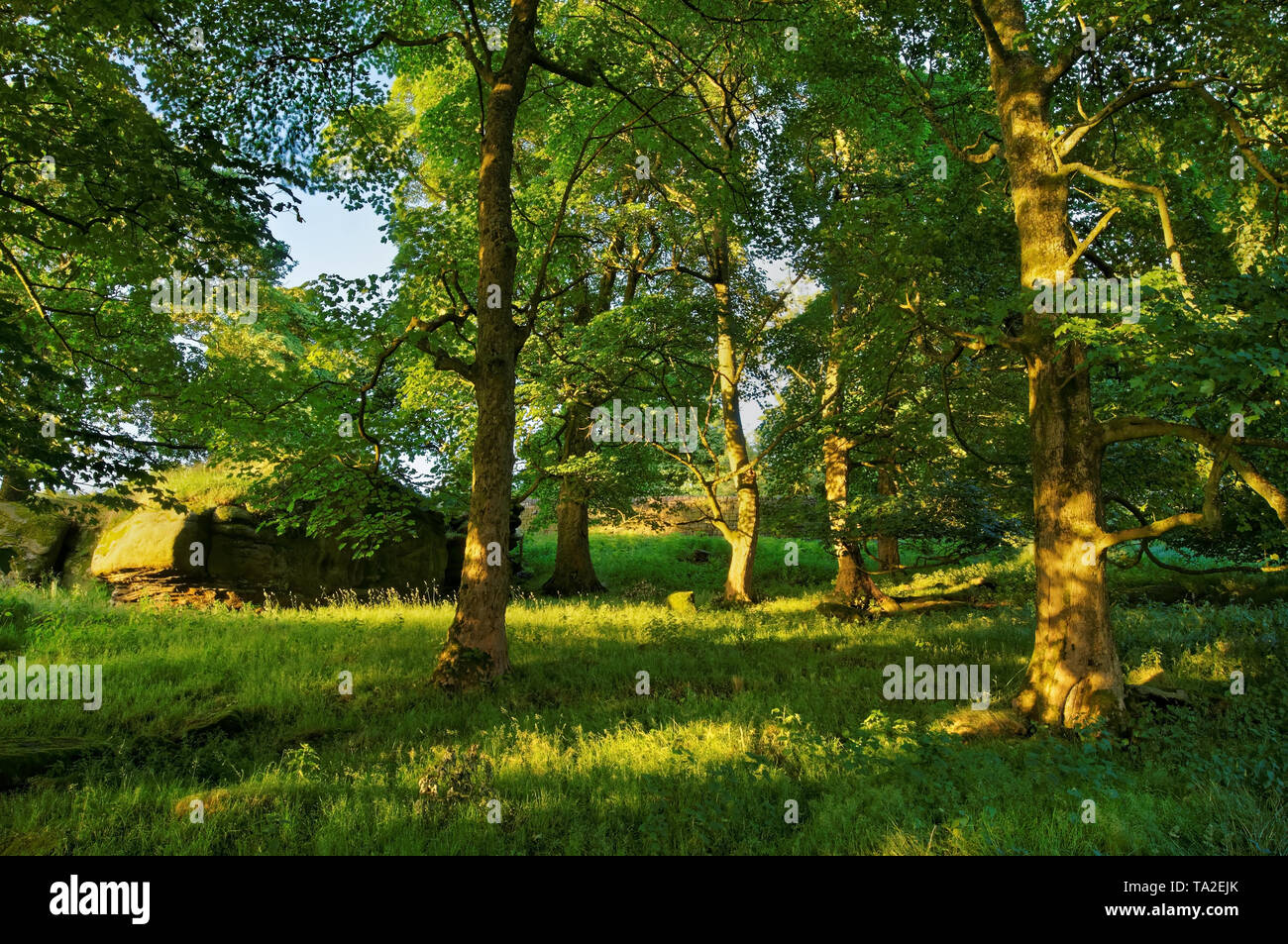 Longshaw estate woods hi-res stock photography and images - Alamy