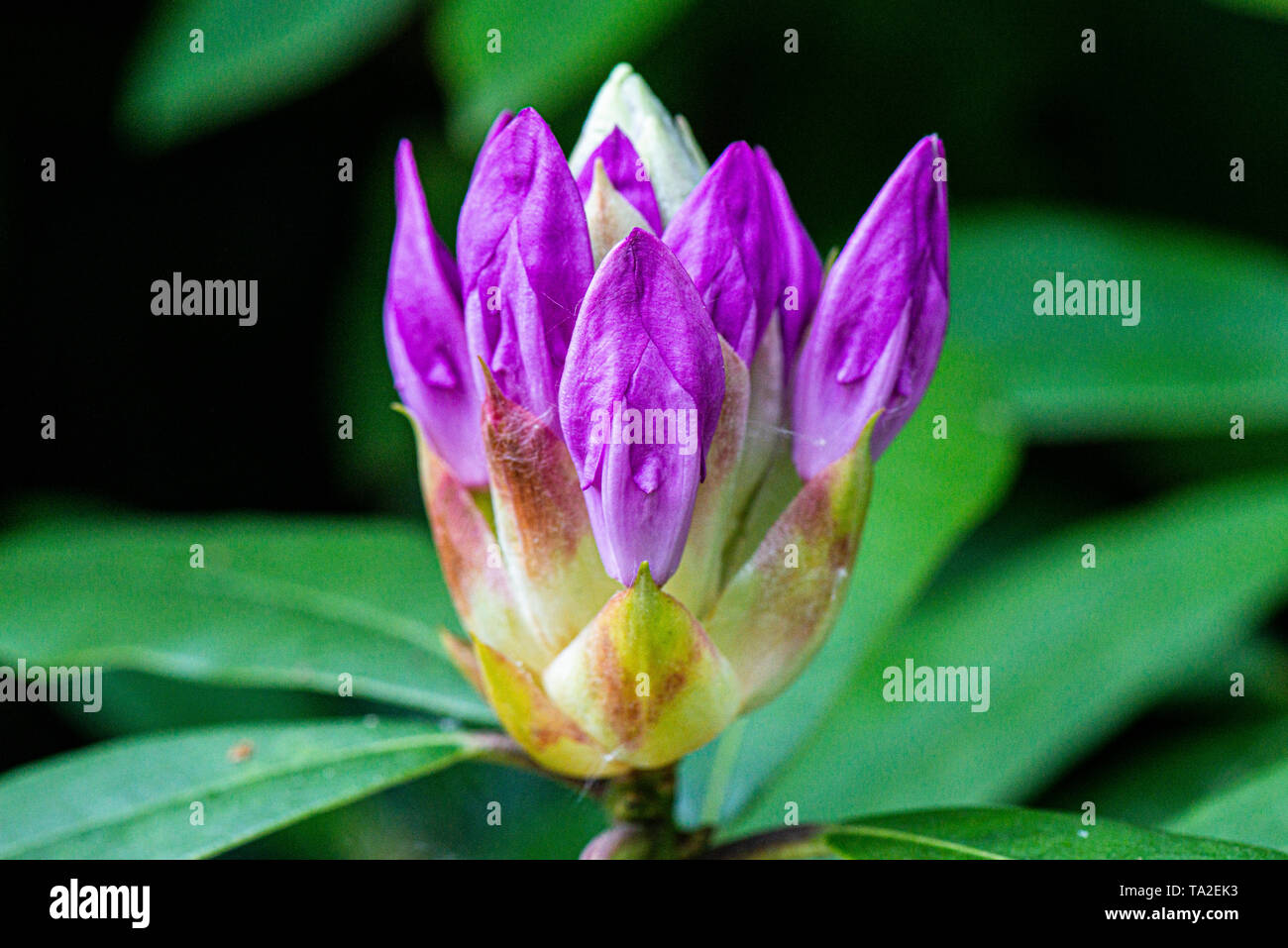 The purple flower flower buds of a rhododendron Stock Photo - Alamy