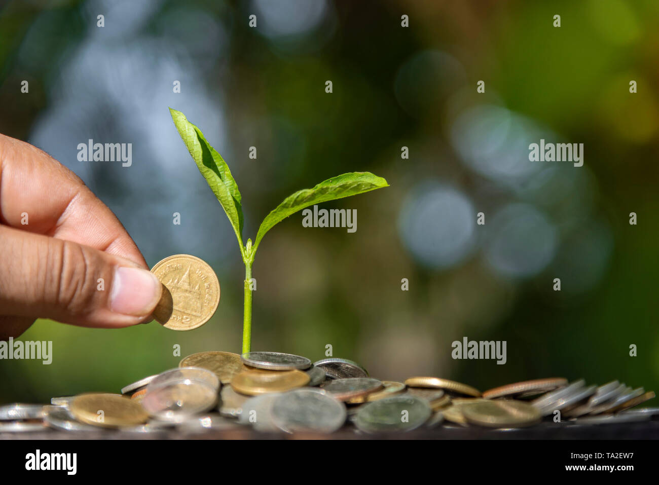 Trees with money, saving money and growing hands Stock Photo - Alamy