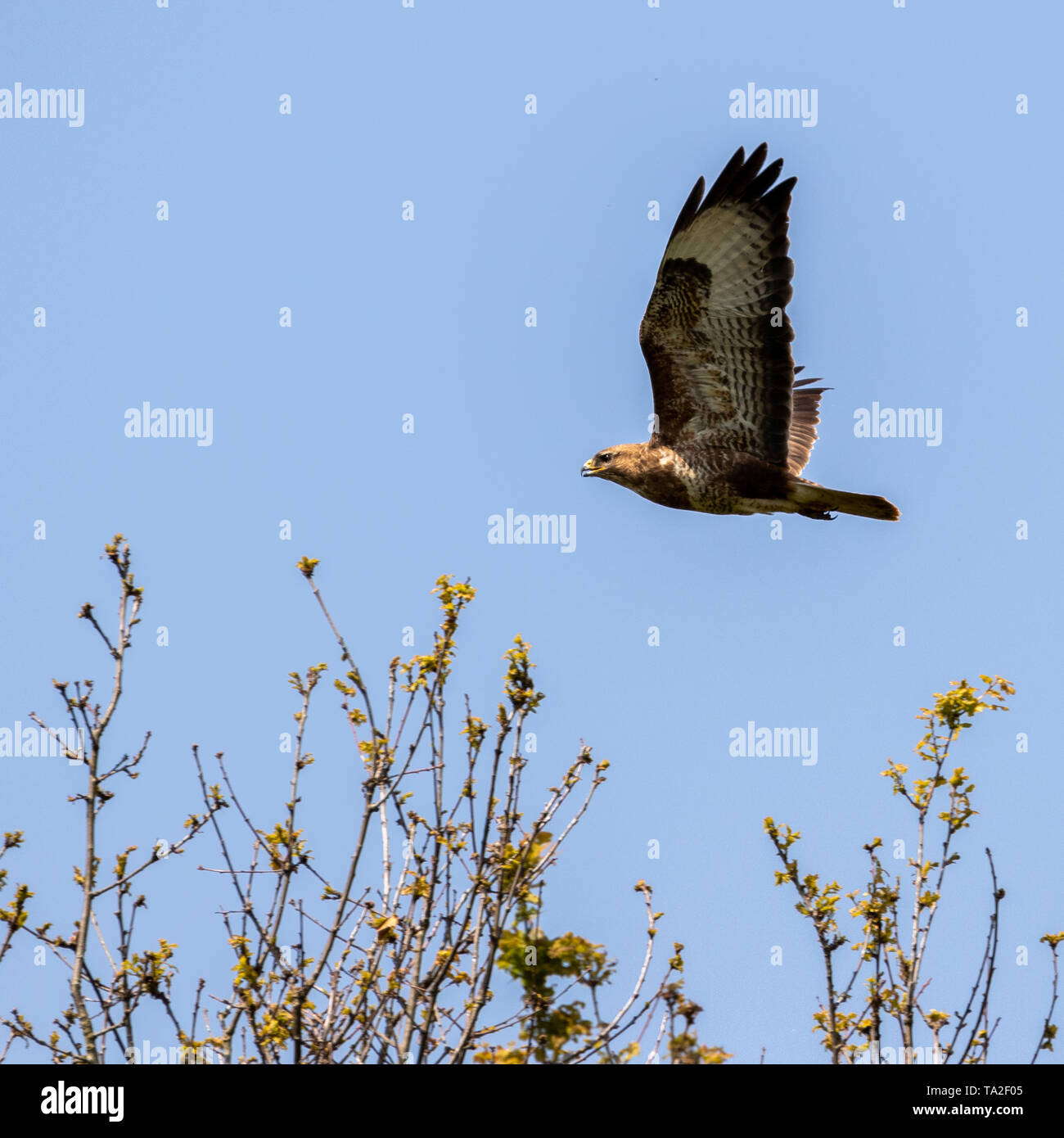 Common Buzzard circling above the trees near the River Stour Stock ...
