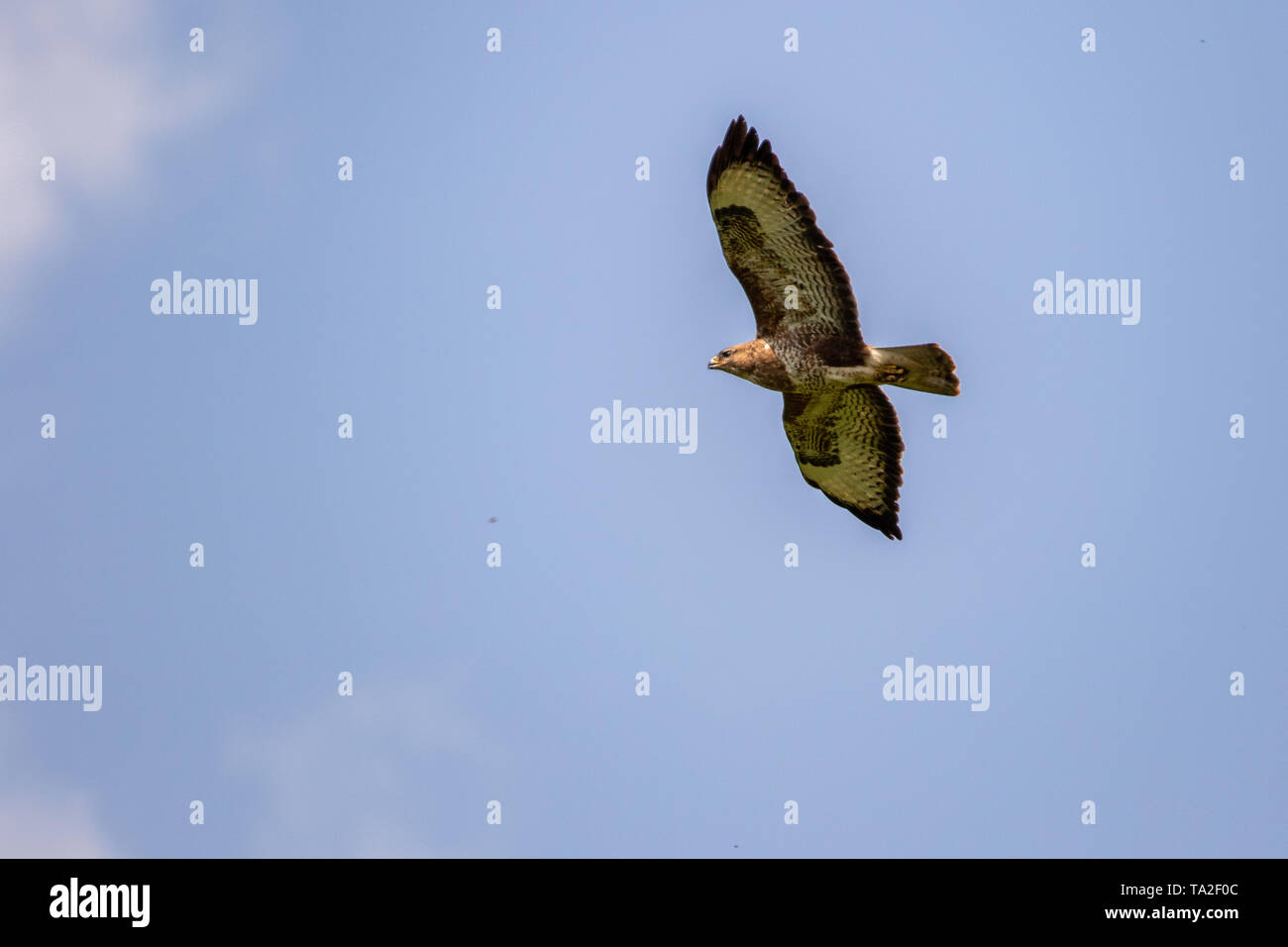 Common small raptor hi-res stock photography and images - Alamy