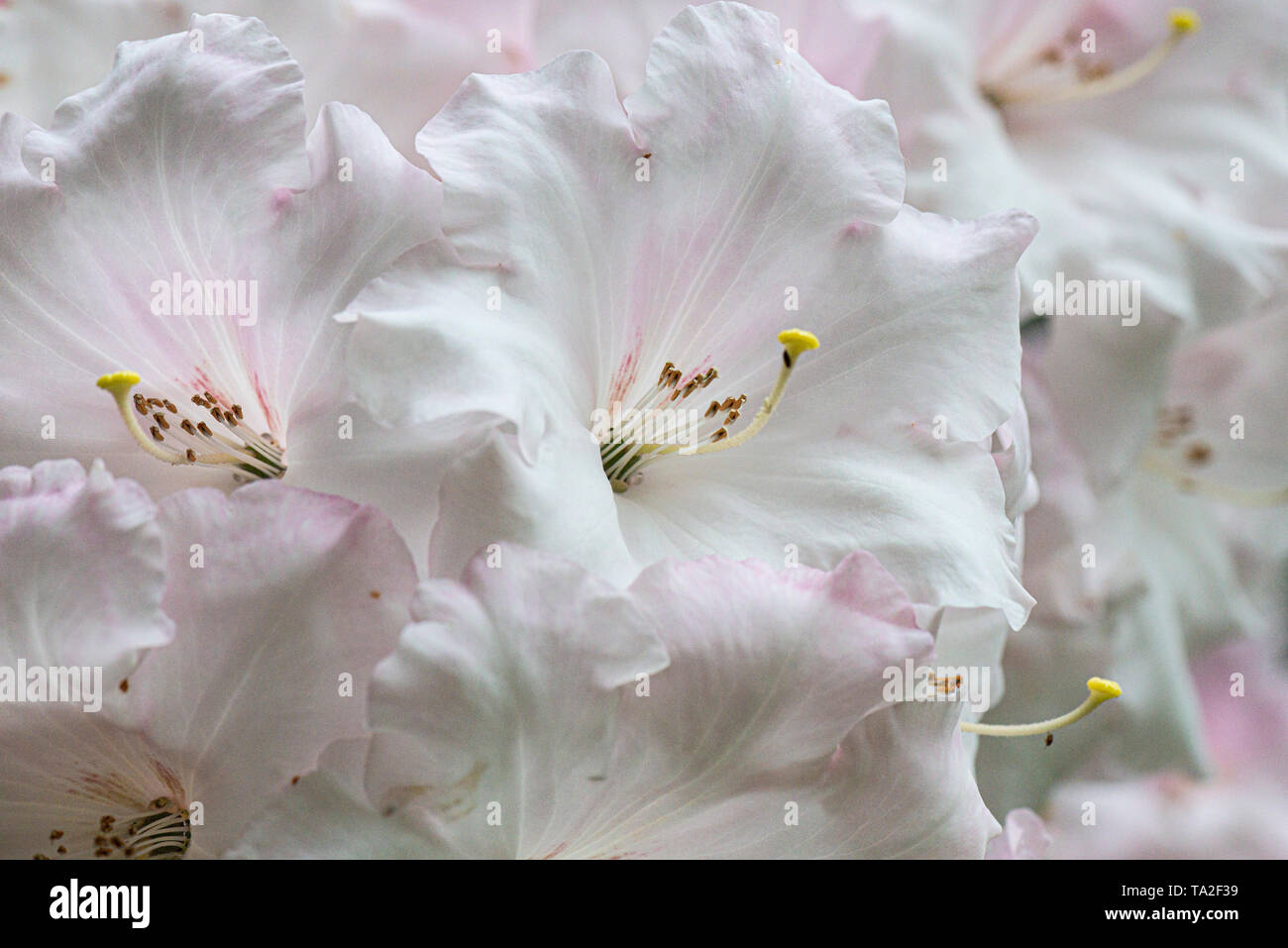 The flowers of a rhododendron 'Loderi King George' Stock Photo - Alamy