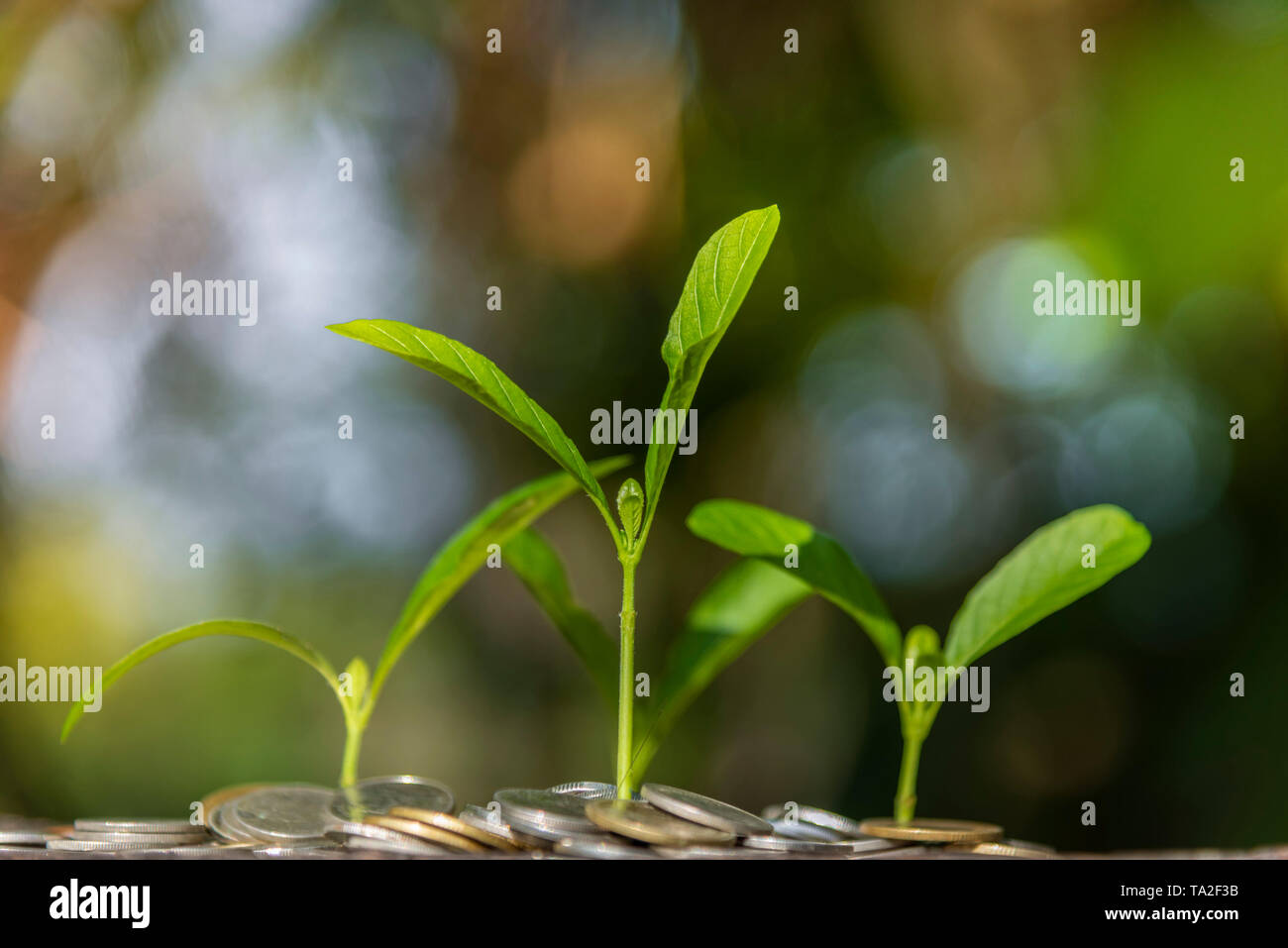 Trees with money, saving money and growing hands Stock Photo - Alamy
