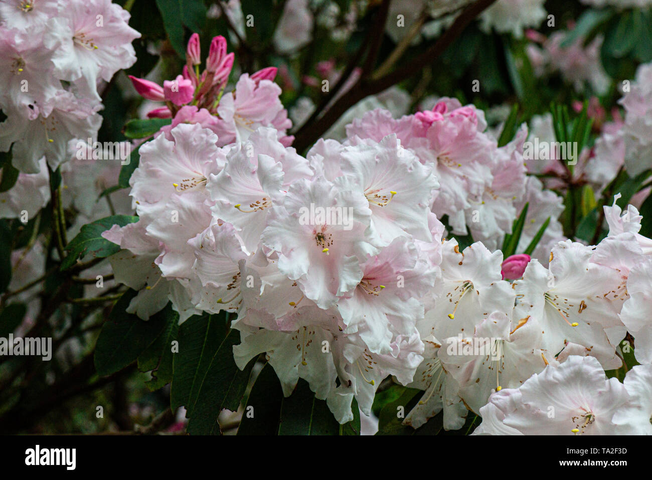 The flowers of a rhododendron 'Loderi King George' Stock Photo - Alamy