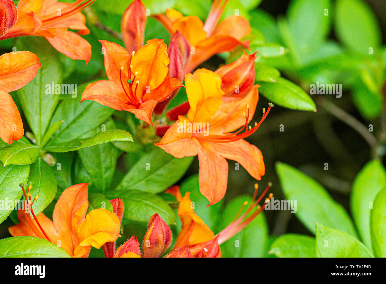 Orange azalea flowers Stock Photo - Alamy