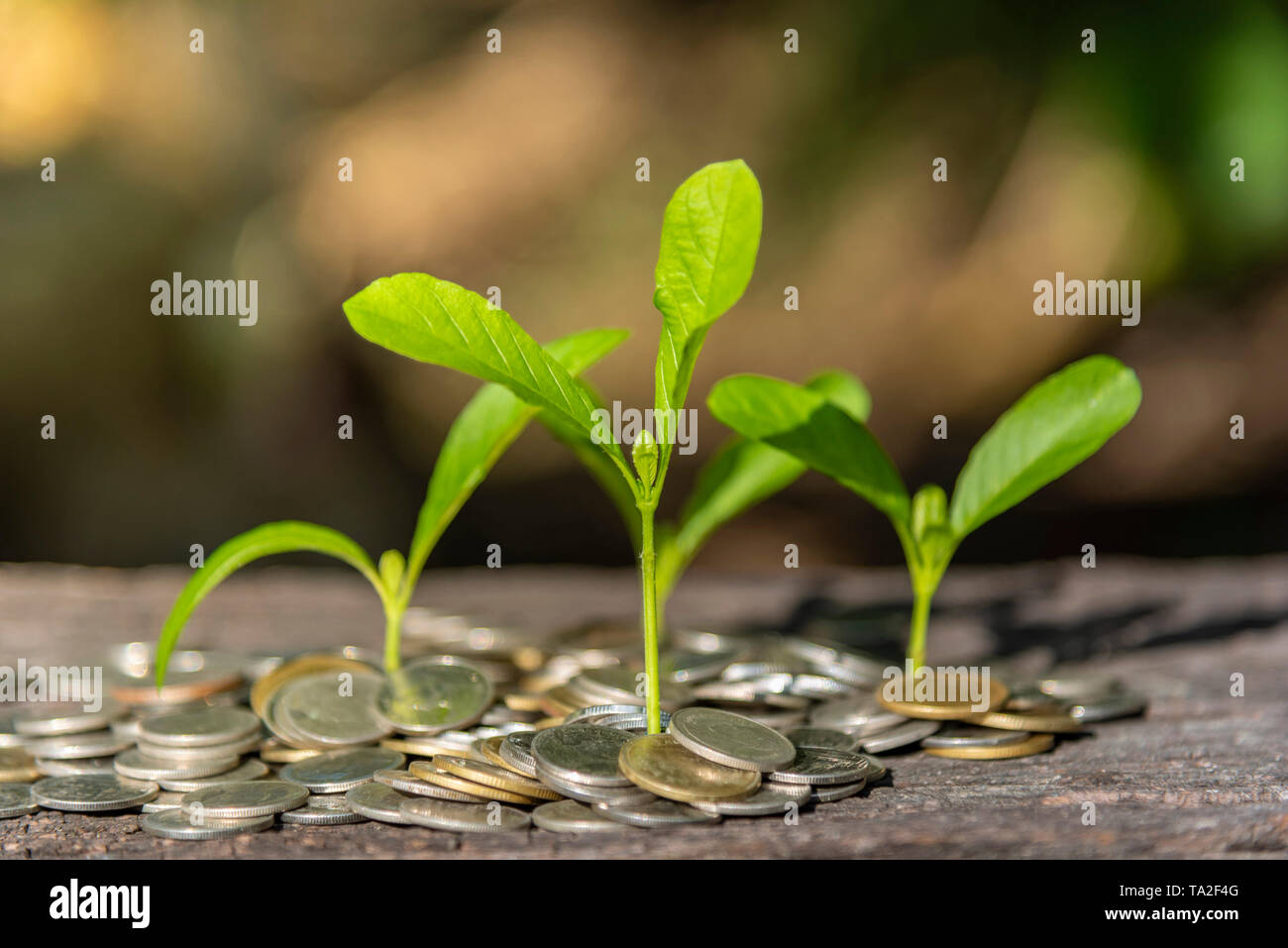 Trees with money, saving money and growing hands Stock Photo - Alamy