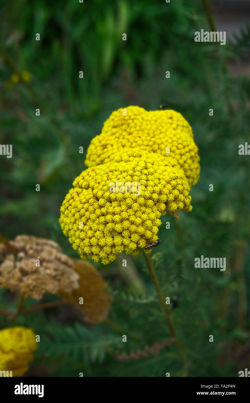 Achillea filipendulina ‘cloth of gold’ hi-res stock photography and ...