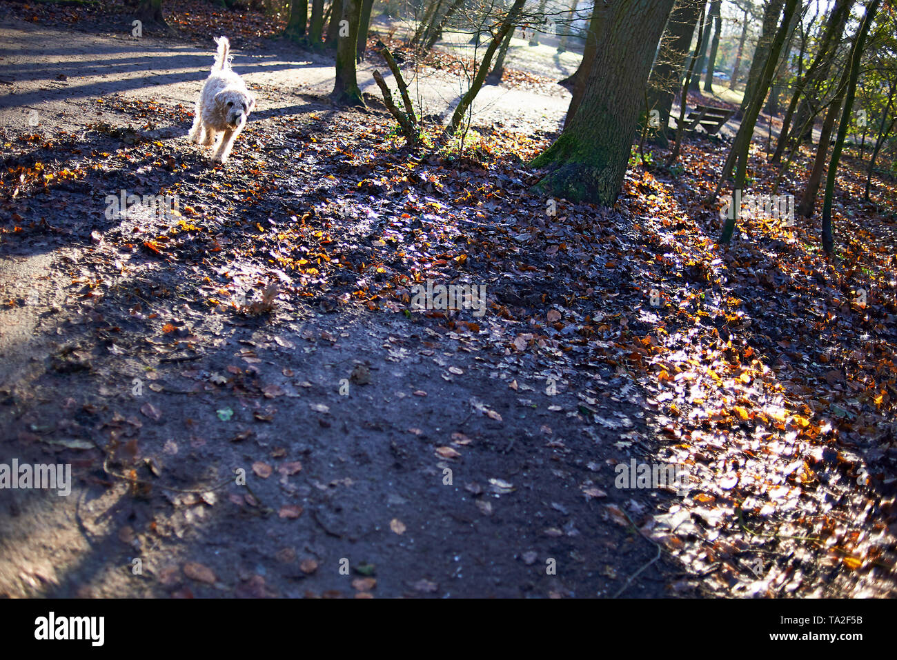 Cute Labrador dog happily walking and exploring a forest Stock Photo ...