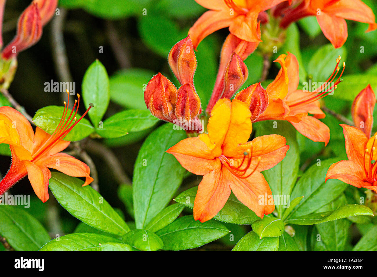 Orange azalea flowers Stock Photo - Alamy