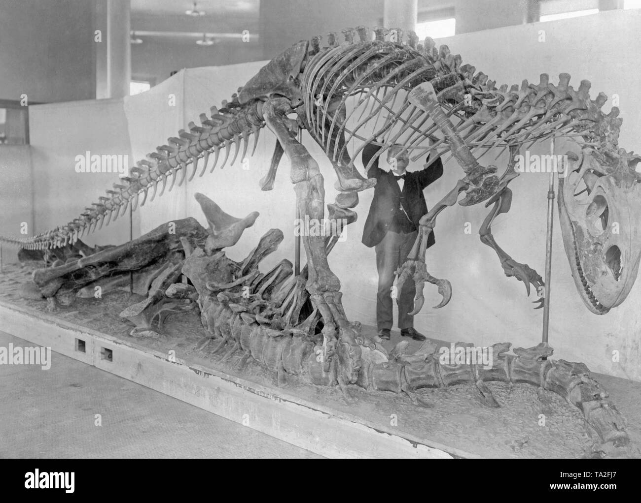 This photograph shows the skeleton of an allosaurus exhibited in the ...