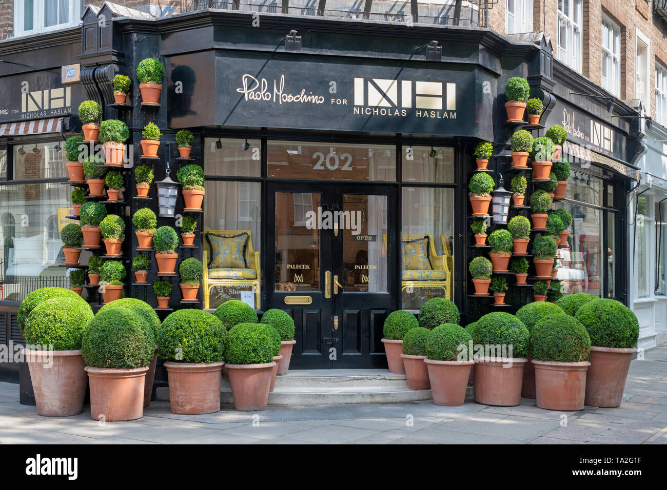 Buxus sempervirens. Round box hedge topiary in plants pots outside ...
