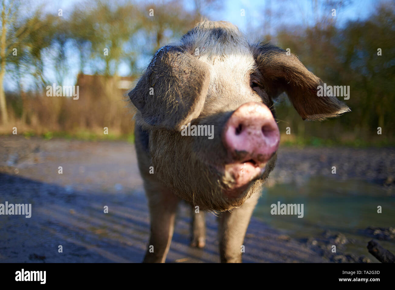 Happy pig at a playfarm for children on a beautiful day in sunshine ...